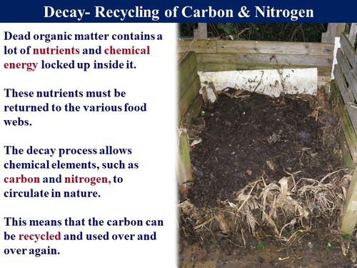 Bio7.8_7.9 Decay & The Carbon Cycle | Teaching Resources