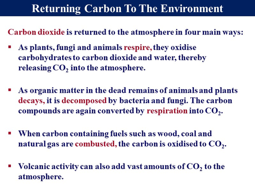 Bio7.8_7.9 Decay & The Carbon Cycle | Teaching Resources