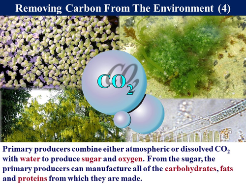 Bio7.8_7.9 Decay & The Carbon Cycle | Teaching Resources