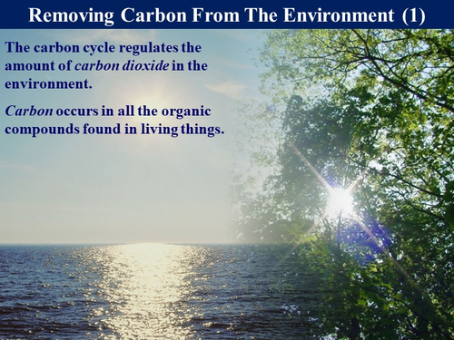Bio7.8_7.9 Decay & The Carbon Cycle | Teaching Resources