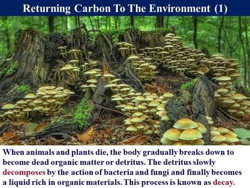 Bio7.8_7.9 Decay & The Carbon Cycle | Teaching Resources