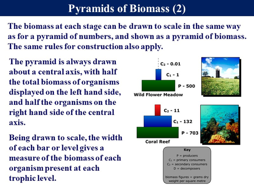 Bio7.6_7.7 Food Chains, Webs, Pyramids, Biomass & Energy Cycle ...