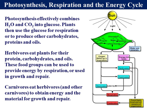 Bio7.6_7.7 Food Chains, Webs, Pyramids, Biomass & Energy Cycle ...