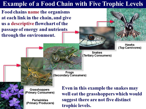 Bio7.6_7.7 Food Chains, Webs, Pyramids, Biomass & Energy Cycle ...