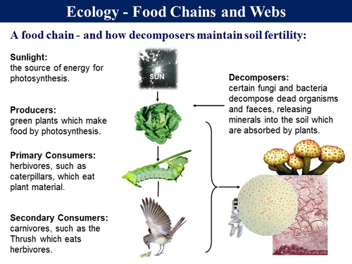 Bio7.6_7.7 Food Chains, Webs, Pyramids, Biomass & Energy Cycle ...
