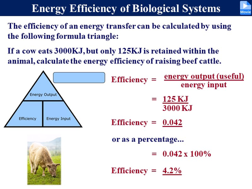 Bio7.6_7.7 Food Chains, Webs, Pyramids, Biomass & Energy Cycle ...