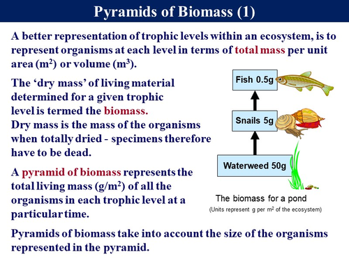 Bio7.6_7.7 Food Chains, Webs, Pyramids, Biomass & Energy Cycle ...