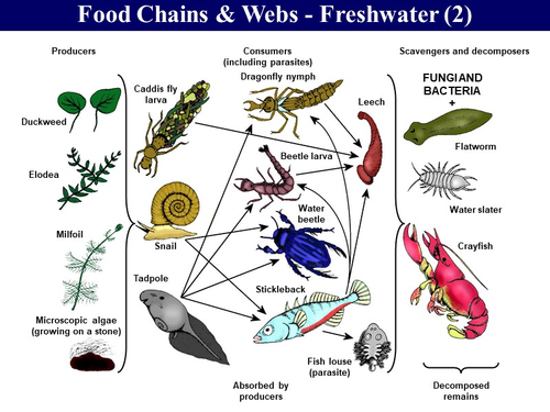 Bio7.6_7.7 Food Chains, Webs, Pyramids, Biomass & Energy Cycle ...