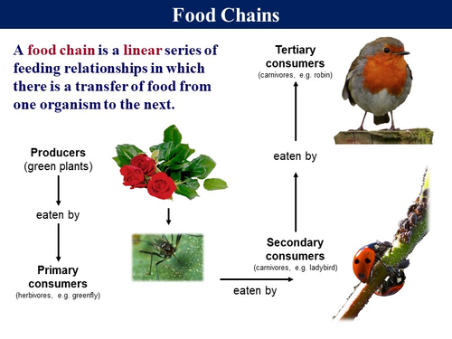 Bio7.6_7.7 Food Chains, Webs, Pyramids, Biomass & Energy Cycle ...