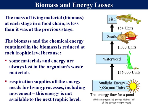 Bio7.6_7.7 Food Chains, Webs, Pyramids, Biomass & Energy Cycle ...