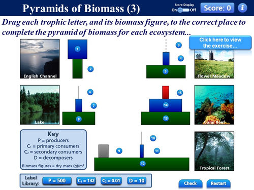 Bio7.6_7.7 Food Chains, Webs, Pyramids, Biomass & Energy Cycle ...