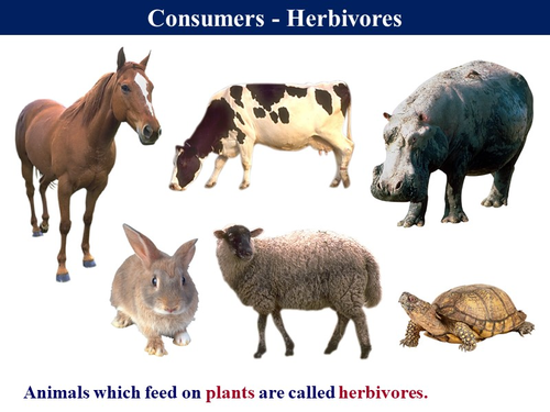 Bio7.6_7.7 Food Chains, Webs, Pyramids, Biomass & Energy Cycle ...