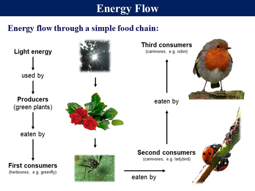 Bio7.6_7.7 Food Chains, Webs, Pyramids, Biomass & Energy Cycle ...
