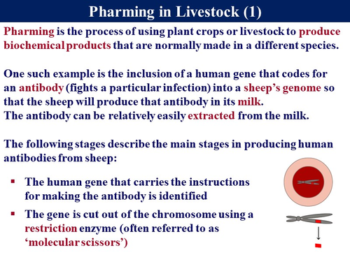 Bio7.21 Genetic Engineering - 2 (GM Crops & Animals - Applications ...