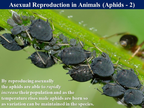 Bio61 Reproduction Types Asexual And Sexual Teaching Resources 5549