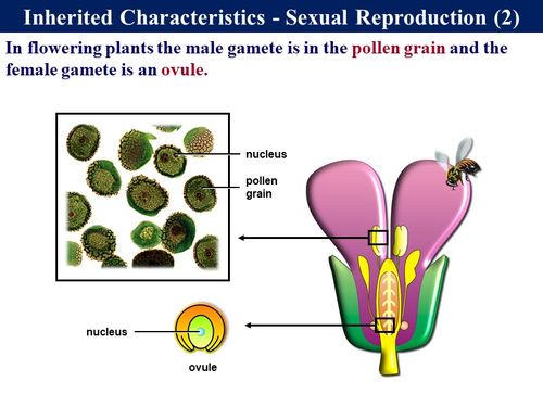 Bio6.1 Reproduction - Types (Asexual & Sexual) | Teaching Resources
