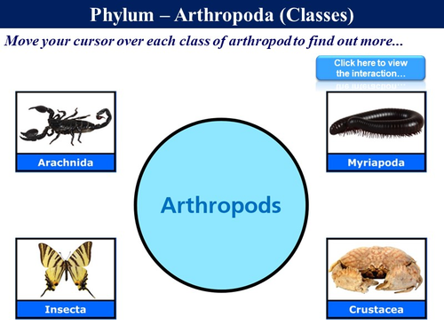 Bio6.5 Grouping Organisms (Classification & Taxonomy) | Teaching Resources
