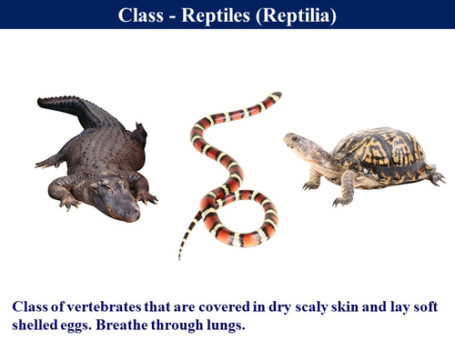 Bio6.5 Grouping Organisms (Classification & Taxonomy) | Teaching Resources