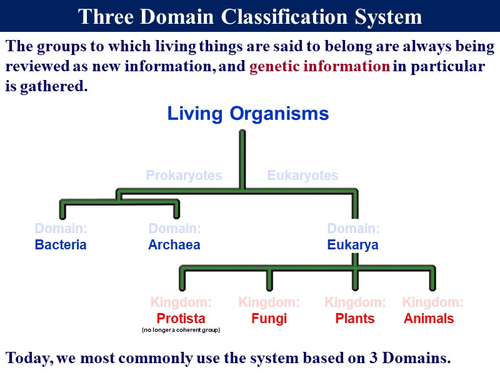 Bio6.5 Grouping Organisms (Classification & Taxonomy) | Teaching Resources