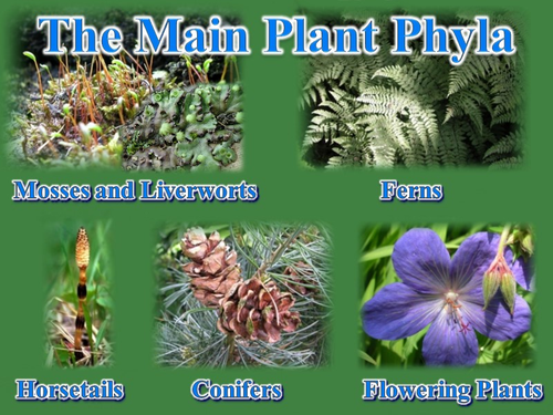 Bio6.5 Grouping Organisms (Classification & Taxonomy) | Teaching Resources