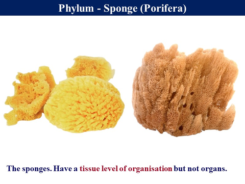 Bio6.5 Grouping Organisms (Classification & Taxonomy) | Teaching Resources