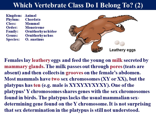 Bio6.5 Grouping Organisms (Classification & Taxonomy) | Teaching Resources