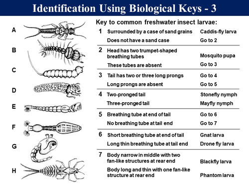 Bio6.5 Grouping Organisms (Classification & Taxonomy) | Teaching Resources