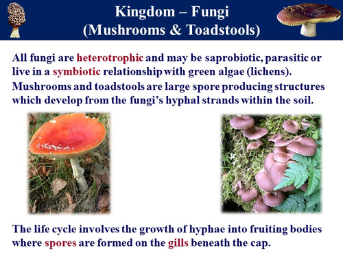 Bio6.5 Grouping Organisms (Classification & Taxonomy) | Teaching Resources