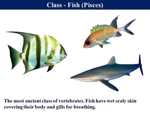 Bio6.5 Grouping Organisms (Classification & Taxonomy) | Teaching Resources