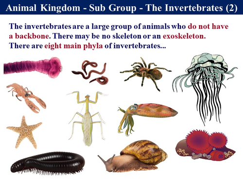 Bio6.5 Grouping Organisms (Classification & Taxonomy) | Teaching Resources