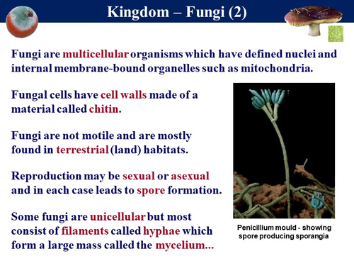 Bio6.5 Grouping Organisms (Classification & Taxonomy) | Teaching Resources