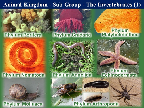 Bio6.5 Grouping Organisms (Classification & Taxonomy) | Teaching Resources