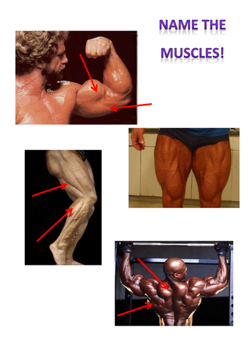 AQA GCSE PE 2016 Spec - Muscles | Teaching Resources AQA GCSE PE 2016 Spec - Muscles | Teaching Resources