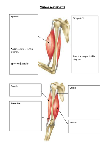 AQA GCSE PE 2016 Spec - Muscular Movements (antagonistic pairs ...