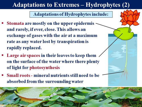 Bio7.4 Adaptation | Teaching Resources