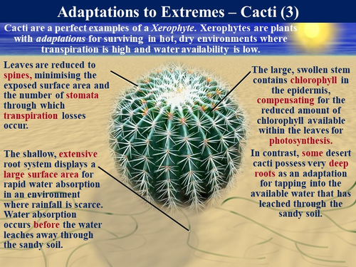 Bio7.4 Adaptation | Teaching Resources