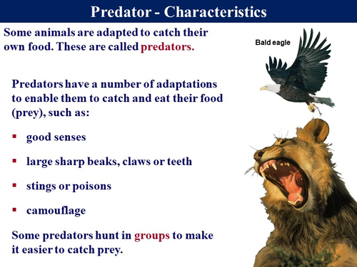 Bio7.5 Competition | Teaching Resources