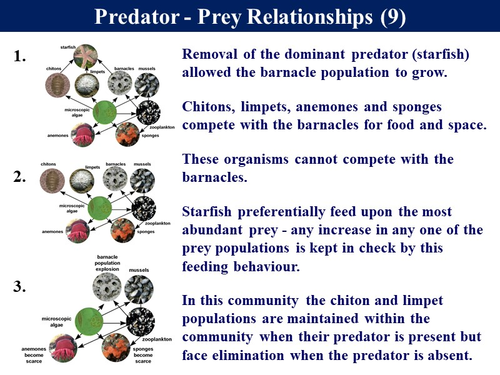 Bio7.3 Predator Prey Relationships | Teaching Resources