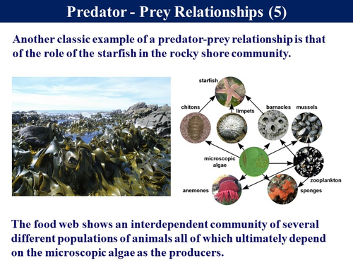 Bio7.3 Predator Prey Relationships | Teaching Resources