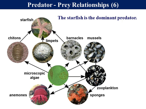 Bio7.3 Predator Prey Relationships | Teaching Resources