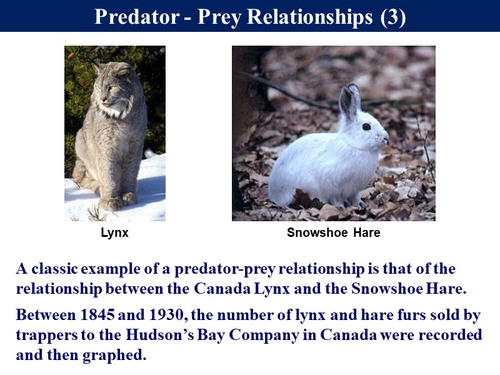 Bio7.3 Predator Prey Relationships | Teaching Resources
