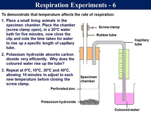 Bio4.4 4.5 Respiration Experiments and Calorimetry | Teaching Resources