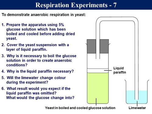 Bio4.4 4.5 Respiration Experiments and Calorimetry | Teaching Resources