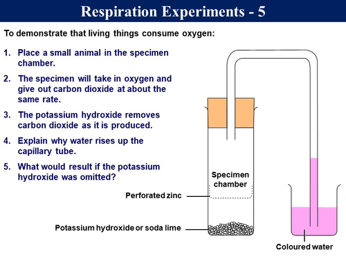 Bio4.4 4.5 Respiration Experiments and Calorimetry | Teaching Resources