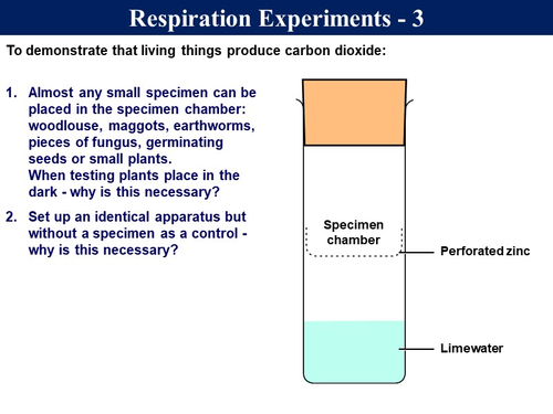 Bio4.4 4.5 Respiration Experiments and Calorimetry | Teaching Resources