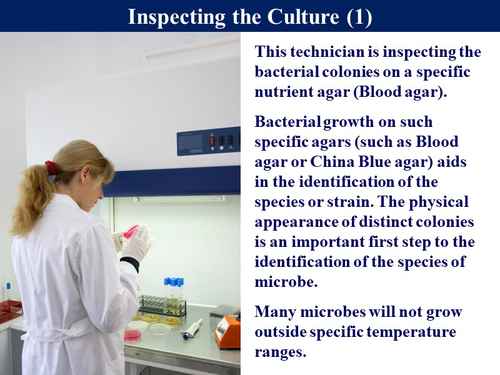 Bio1.6 Microbes - Culturing & Aseptic Technique | Teaching Resources