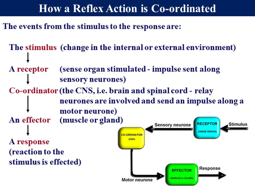 Bio5.10 Nervous System | Teaching Resources