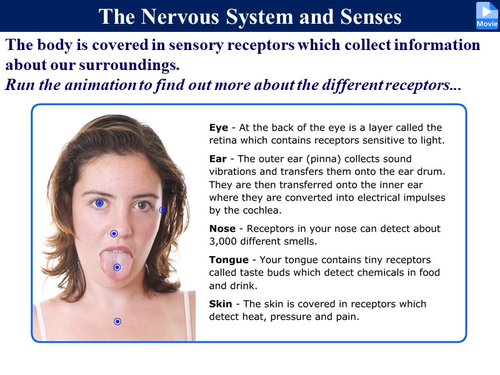 Bio5.10 Nervous System | Teaching Resources