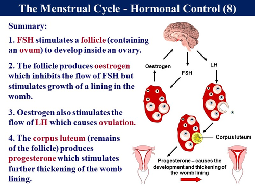 Bio5.2 Hormones & Fertility 1 - The Menstrual Cycle | Teaching Resources