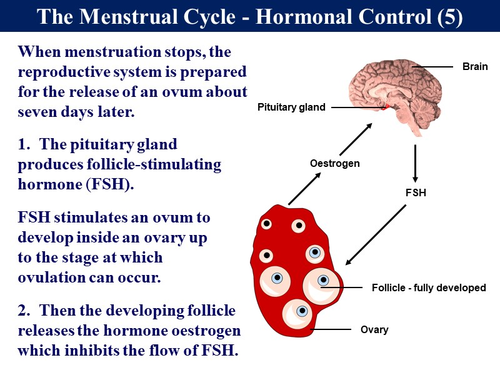 Bio5.2 Hormones & Fertility 1 - The Menstrual Cycle | Teaching Resources